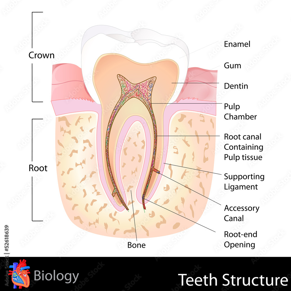 Human Teeth Structure Stock Vector | Adobe Stock
