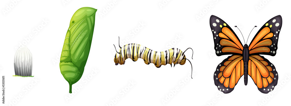 Life cycle of a monarch butterfly Stock Vector | Adobe Stock