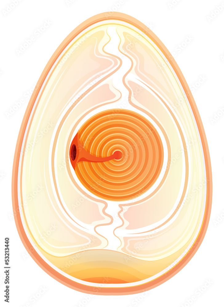 Inner Shell Membrane Stock Vector | Adobe Stock