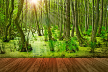 Swamp Forest In The Sunshine Free Stock Photo - Public Domain Pictures