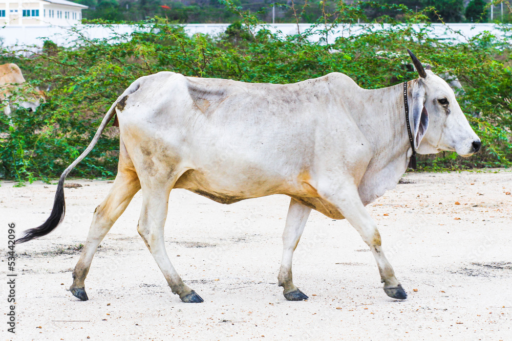 Cattle asian cow beef for use in agriculture Stock Photo | Adobe Stock