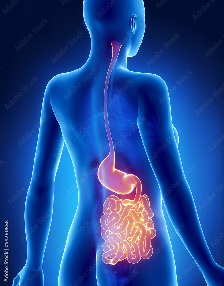 Female STOMACH and LUNGS anatomy x-ray posterior view Stock Photo ...