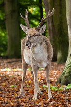 Persian Fallow Deer Free Stock Photo - Public Domain Pictures