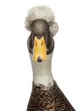 White Crested Duck Close-up Free Stock Photo - Public Domain Pictures