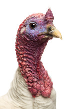 Turkey Bird Head Close-up Free Stock Photo - Public Domain Pictures