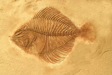 Fish Fossil Free Stock Photo - Public Domain Pictures