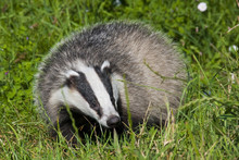 European Badger Free Stock Photo - Public Domain Pictures