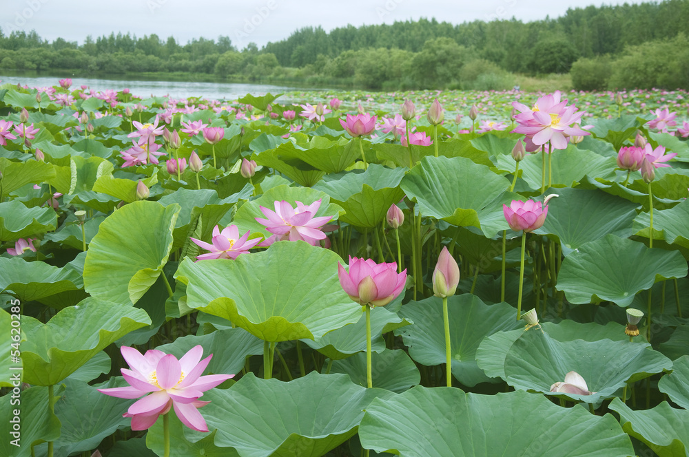 lotus blossoms Stock Photo | Adobe Stock