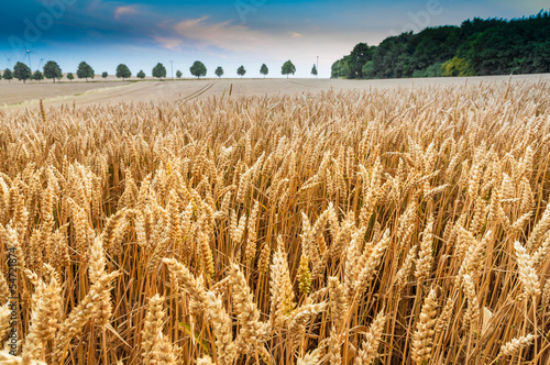 Getreidefeld Stock-Foto | Adobe Stock