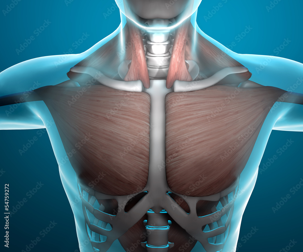 Illustrazione stock di Corpo umano uomo raggi x muscoli pettorali collo ...