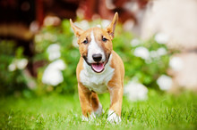 Running Bull 3 Free Stock Photo - Public Domain Pictures