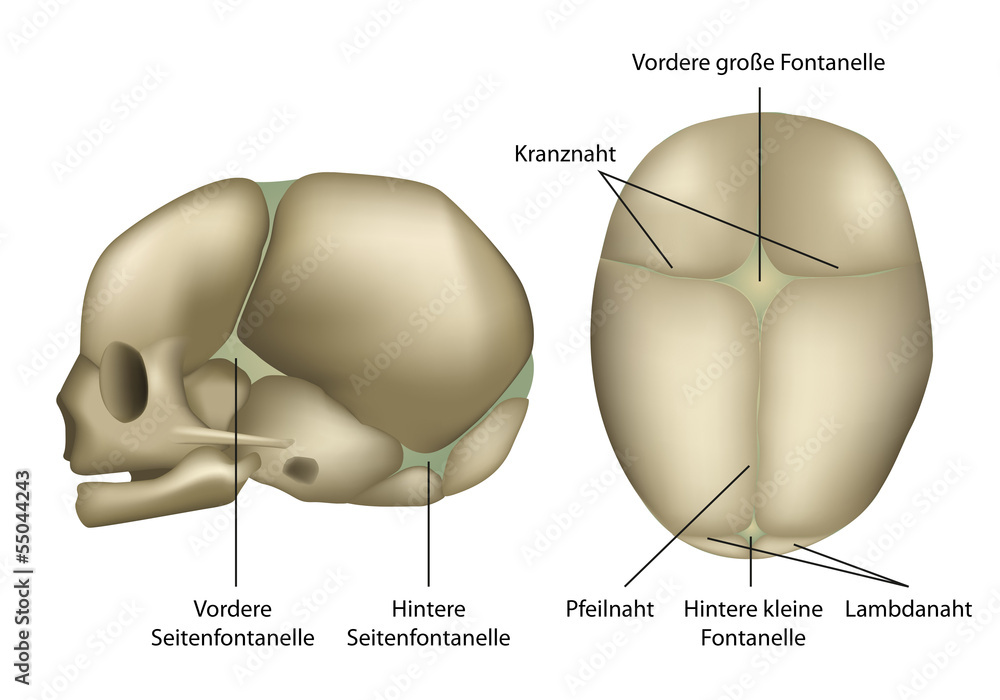 Stock-Vektorgrafik „Anatomie Baby - Fontanelle“ | Adobe Stock