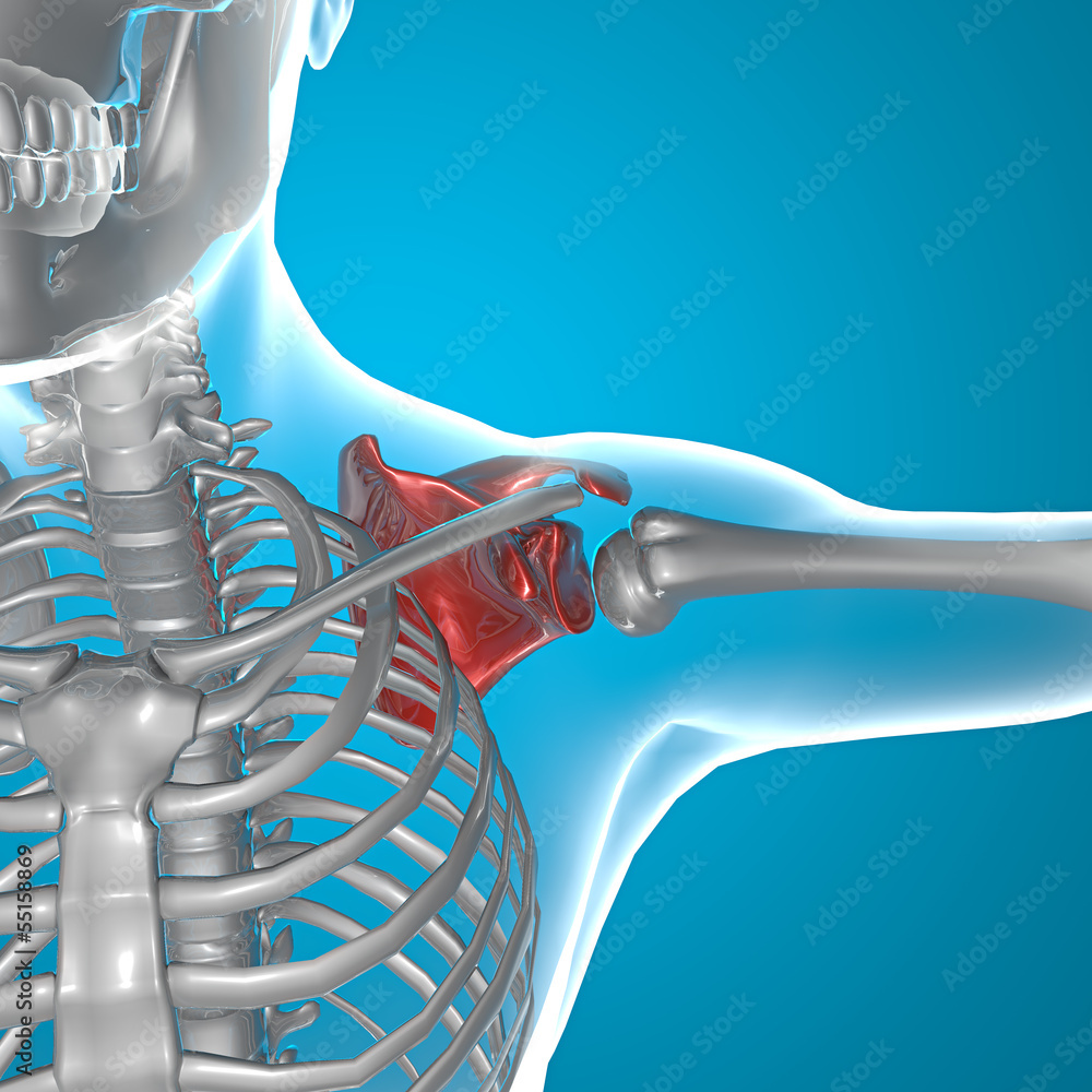Scapola osso braccio raggi x corpo umano Stock Illustration | Adobe Stock