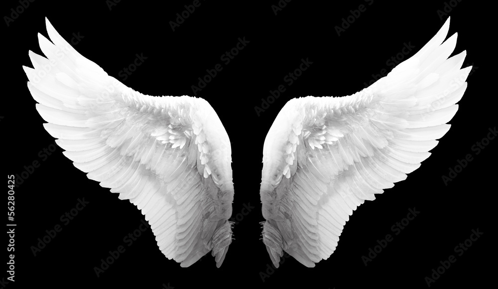 Wing Stock Photo | Adobe Stock