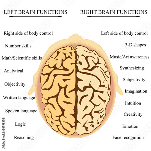 Brain Hemisphere Functions Stock Vector | Adobe Stock Brain Hemisphere Functions Stock Vector | Adobe Stock