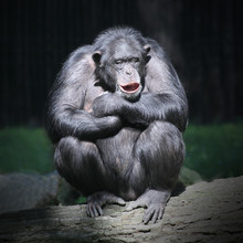 Chimpanzee Free Stock Photo - Public Domain Pictures