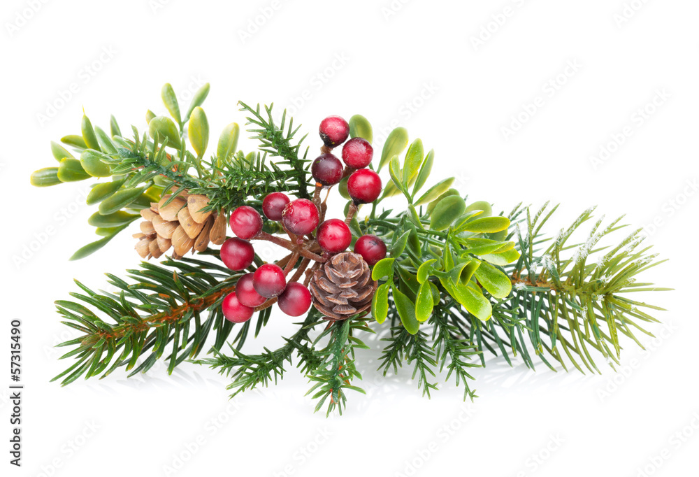 Christmas tree branch with holly decor Stock Photo | Adobe Stock