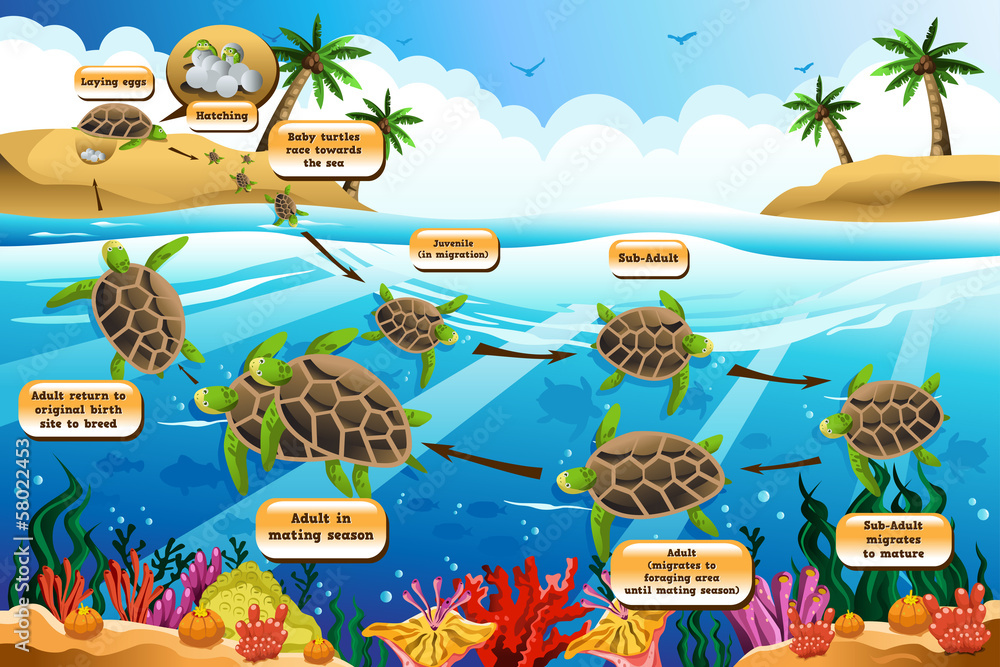 Life cycle of the sea turtle Stock Vector | Adobe Stock