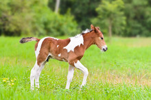 Baby Horse Free Stock Photo - Public Domain Pictures