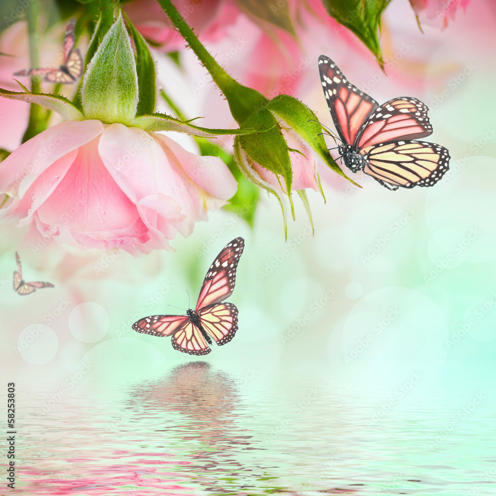 Beauty Of Rose Butterfly
