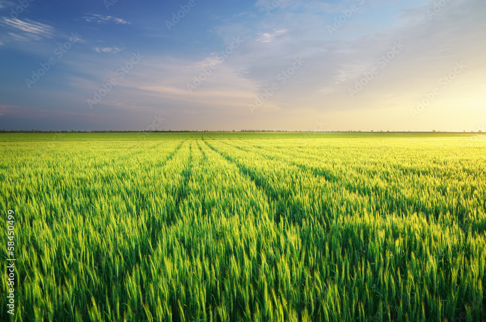Meadow of wheat Stock Photo | Adobe Stock