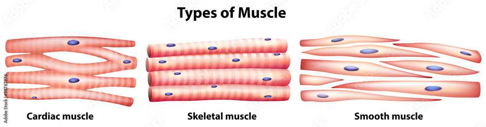 Types of muscles Stock Vector | Adobe Stock
