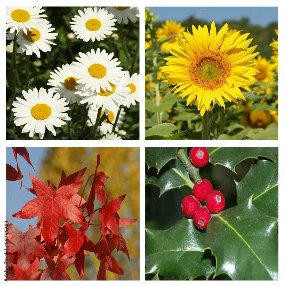 Stock-Foto „les quatre saisons“ | Adobe Stock