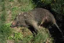 Dead Boar Free Stock Photo - Public Domain Pictures