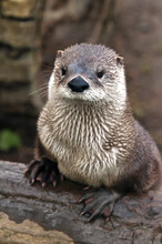 Otter Face Free Stock Photo - Public Domain Pictures