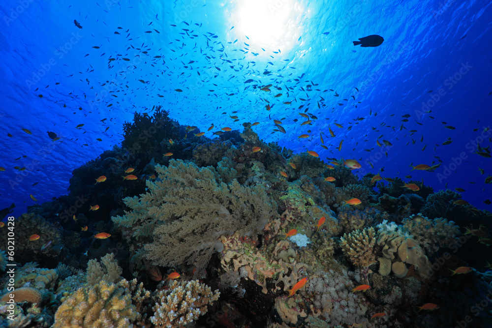 Colorful fish in the tropical reef of the red sea Stock Photo | Adobe Stock