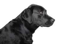 Labrador Dog In Profile Free Stock Photo - Public Domain Pictures
