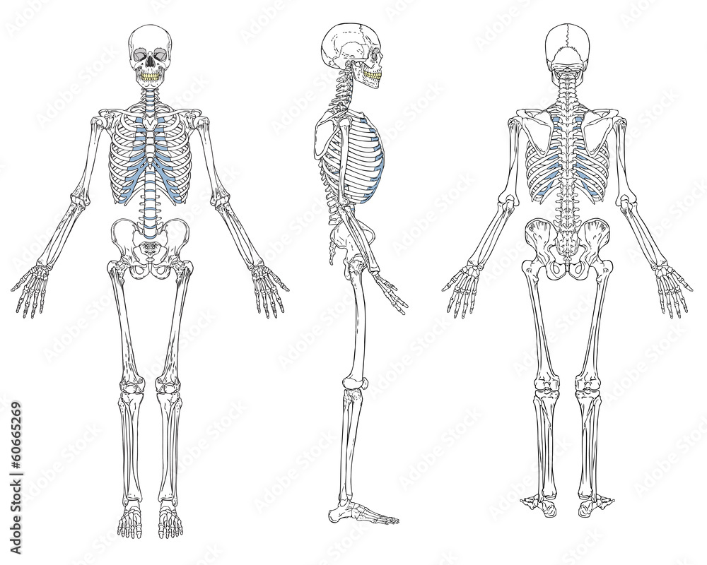Human Skeleton Anatomy Vector Stock Vector | Adobe Stock