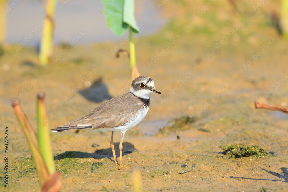 Little ringed plove (Charadrius dubius) in Japan Stock Photo | Adobe Stock