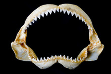 Shark Jaws Free Stock Photo - Public Domain Pictures