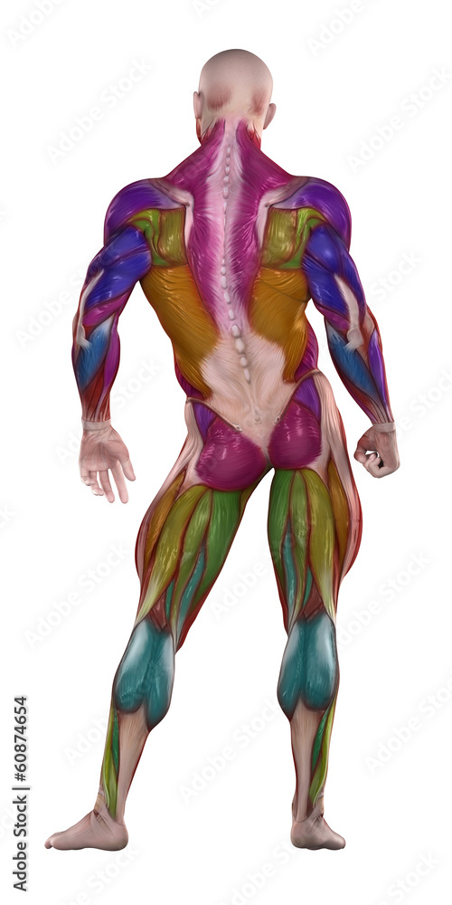 Bodybuilder muscles anatomy isolated Stock Photo | Adobe Stock