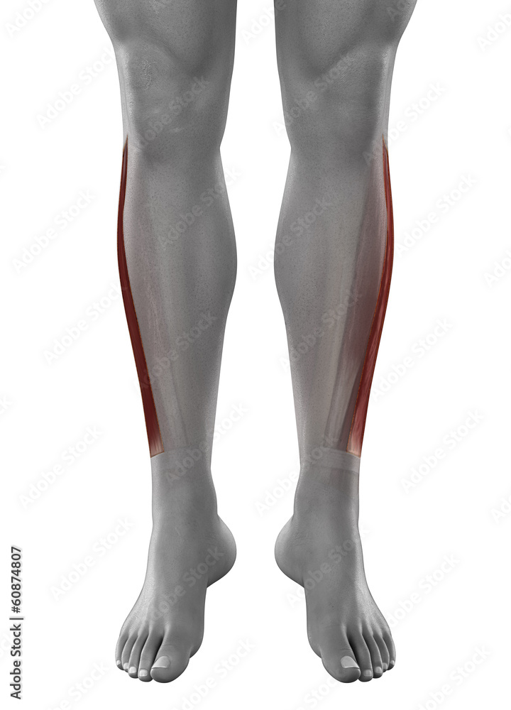 Peroneus longus male muscles anatomy anterior view isolated Stock ...