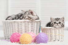 Cat With Balls Of Yarn Free Stock Photo - Public Domain Pictures
