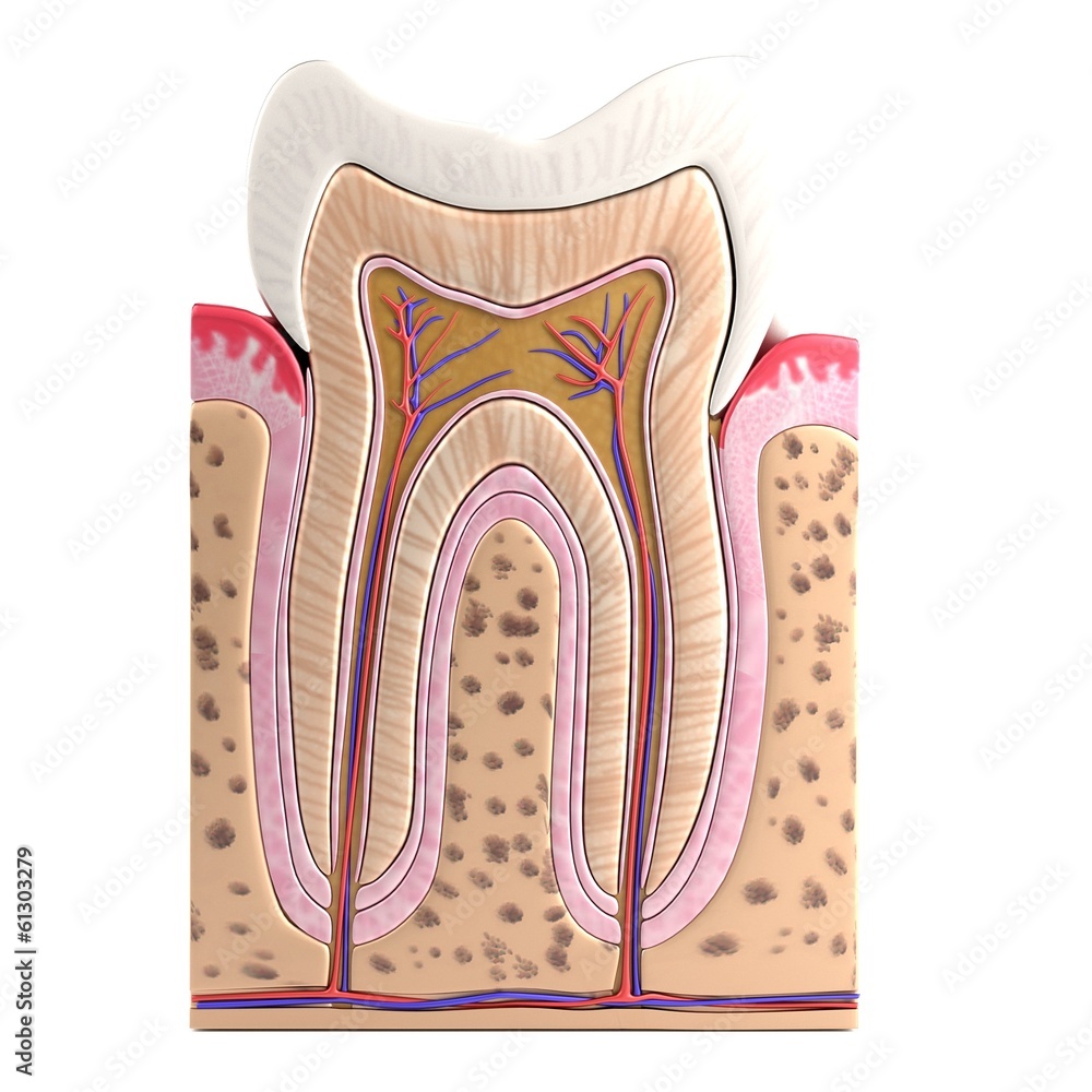 realistic 3d render of tooth anatomy Stock Illustration | Adobe Stock