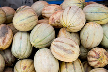 Tuscan Melons Free Stock Photo - Public Domain Pictures