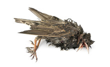 Decaying Carcass Of Dead Animal Free Stock Photo - Public Domain Pictures