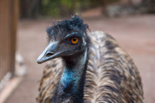 Emu Bird Free Stock Photo - Public Domain Pictures
