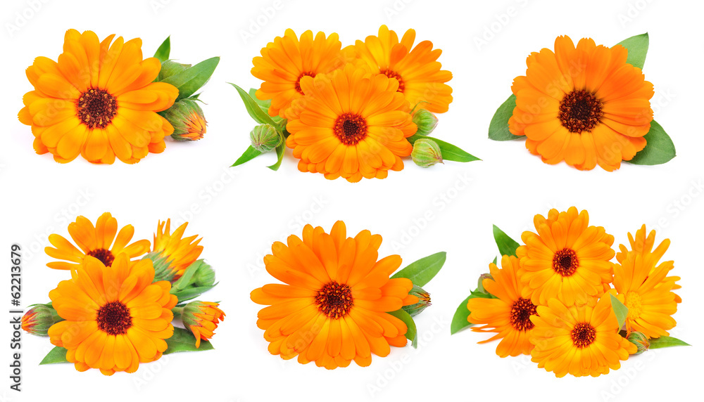 Collage of marigold flowers Stock Photo | Adobe Stock