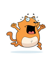 Running Scared Cat Free Stock Photo - Public Domain Pictures