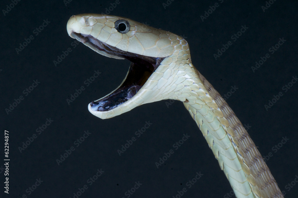 Fototapeta Mamba czarna / Dendroaspis polylepis na wymiar - mamba, wąż, wąż