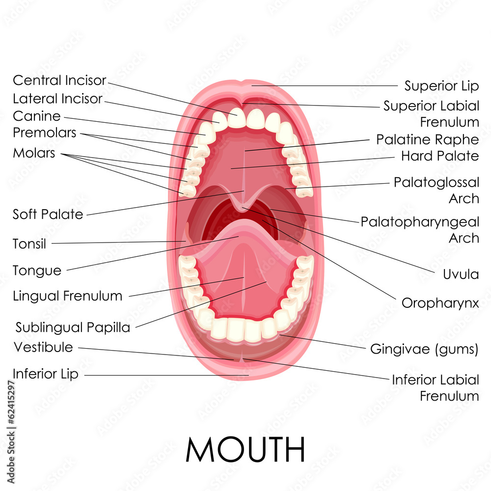 Anatomy Of Human Mouth Stock Vector Adobe Stock