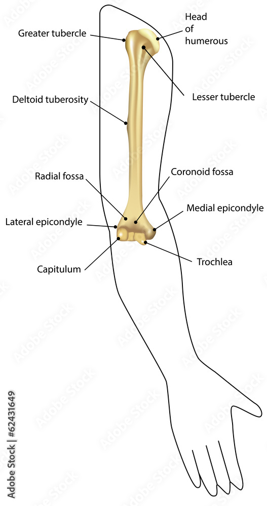 Anatomy of the Humerus in Situ Labeled Diagram Stock Vector | Adobe Stock
