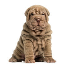 Dog Shar Pei Puppy Free Stock Photo - Public Domain Pictures