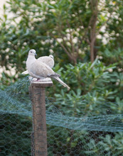 Duplicate Of Bird In Flight Free Stock Photo - Public Domain Pictures