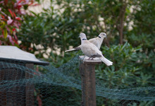 Duplicate Of Bird In Flight Free Stock Photo - Public Domain Pictures