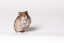 Pet Mouse Begging Free Stock Photo - Public Domain Pictures